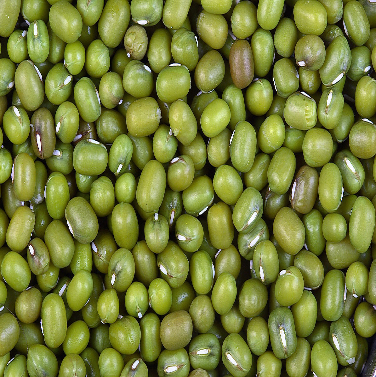 Parth AgroWorld : Product of Mother earth